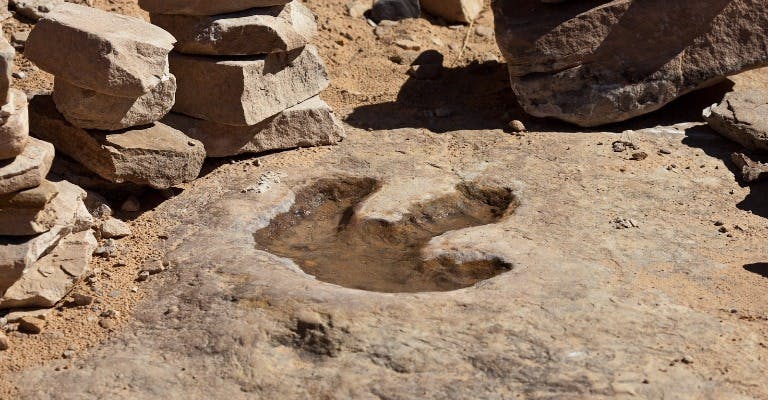 Book Tickets for Dinosaurs and Fossils | The Observatory Science Centre