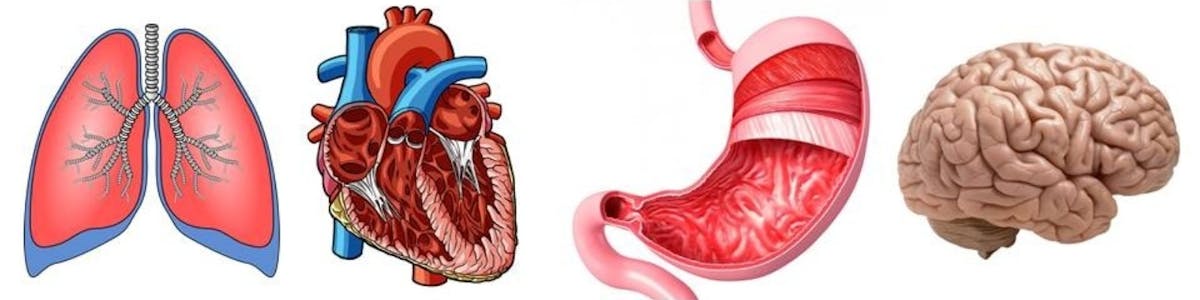 Your Body: How it Works! | The Observatory Science Centre